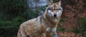 Image result for Zoo Animals Wolves