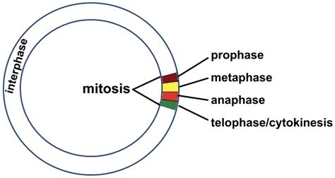Image result for Example of Cell Division