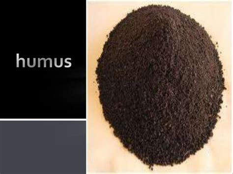 Image result for Humus Science