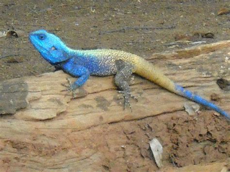 Image result for Most Beautiful Lizard