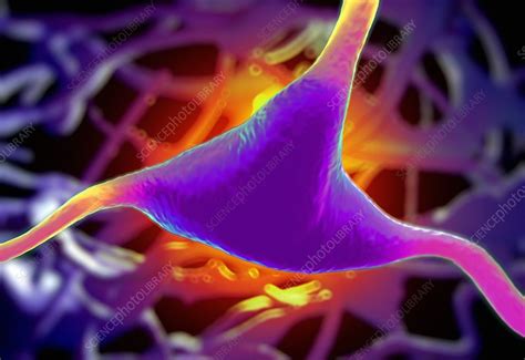 Image result for Cell Cortex