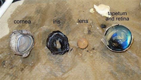 Image result for Cow Eye Dissection
