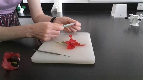 Image result for Hibiscus Flower Dissection