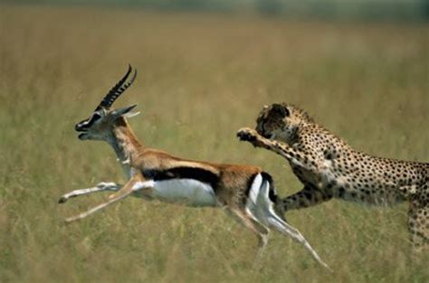 prey Archives - Cheetah Conservation Fund Canada