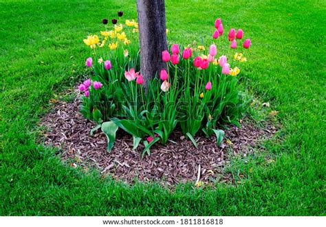 Image result for How Get Circle around Tree for Landscaping
