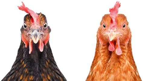 Image result for Ghost Controls Remote Cloning