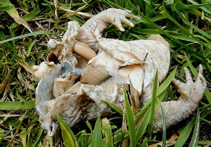 Image result for Exploding Animal Prank