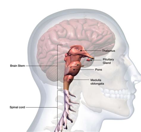 Image result for Persistent Primitive Reflex