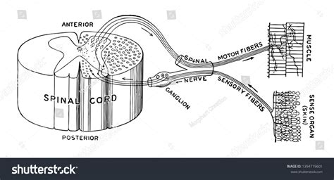 Image result for Reflex Animation