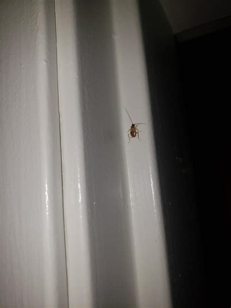 Image result for Cockroach Ontario