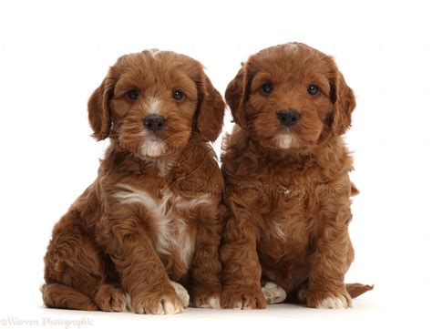 Image result for Red and White Cockapoo