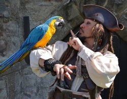 Image result for Java Sparrow Meme