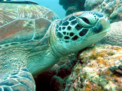 Green Sea Turtle – "OCEAN TREASURES" Memorial Library