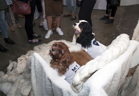 Image result for Run Program Splendid