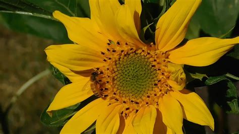 Image result for Bees While Pollinating