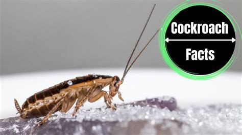 German Cockroach Types, Information, Control and Prevention Tips - The ...