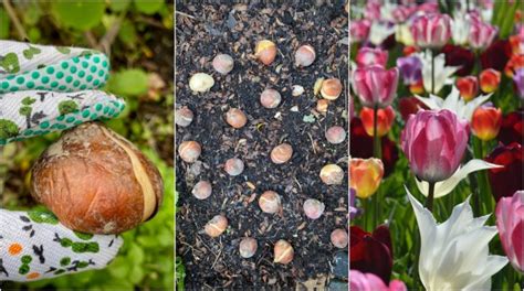 Image result for Tulip Planting Tips