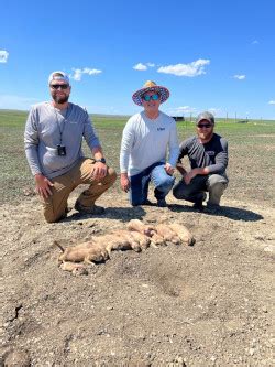 Image result for Prairie Dog Hunting Graph