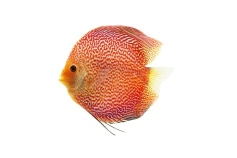 Image result for Ruby Red Discus