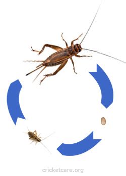 Image result for Cricket Insect Life Cycle