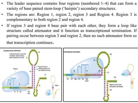 Image result for Operon Types
