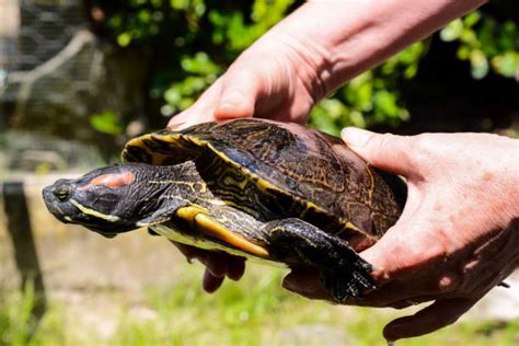 Image result for Red Ear Slider Turtle