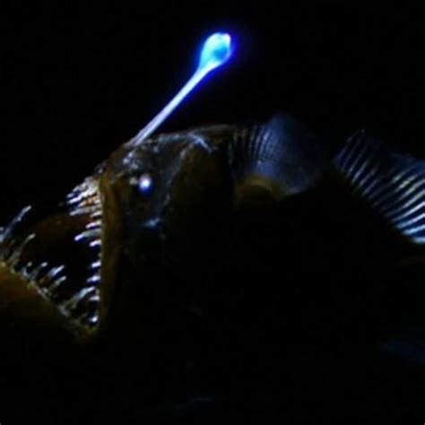 Image result for Finding Nemo Angler Fish