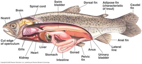 Image result for Perch Fish Dissection