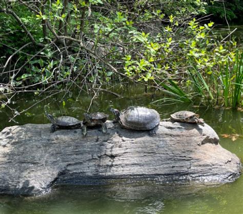 Red-Eared Slider Habitat - TurtleHolic