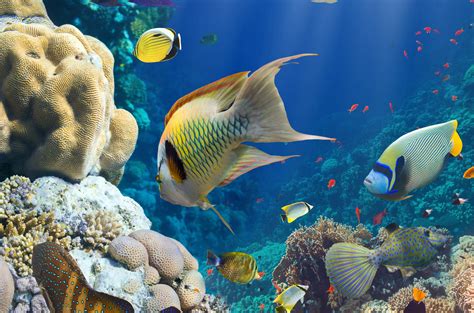 Image result for Fish Computer Backgrounds