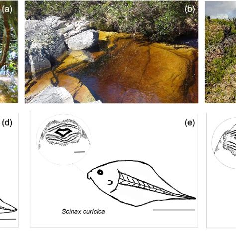 Image result for Stream Sampling