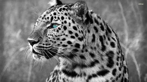Image result for Snow Leopard Computer Wallpaper
