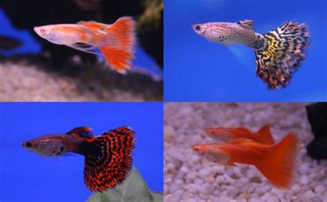 Betta fish breeding tank Setup :: Vang Bettas