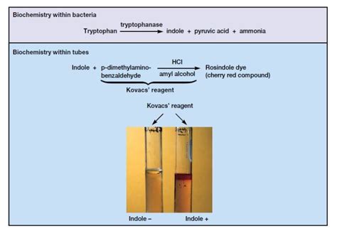 Image result for Indole Test Procedure
