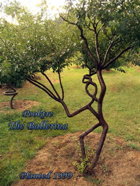 Image result for Tree Shaping Practices