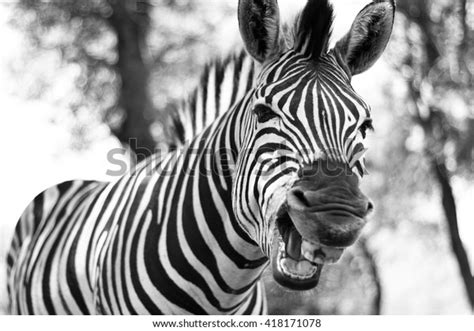 Image result for Smiling Zebra