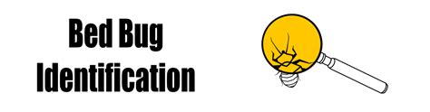 Image result for Bed Bug Identification