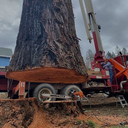 Image result for Strider Tree Gear