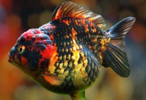 Image result for Rarest Fish Discus