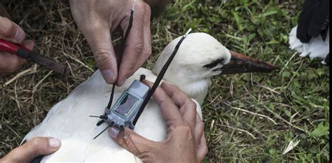 Image result for Animal Tracking Devices