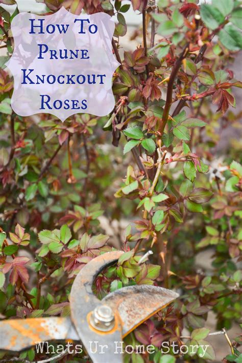 Image result for Pruning Knockout Roses for Spring