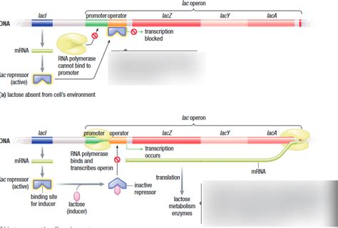 Image result for Lac Operon Mutations