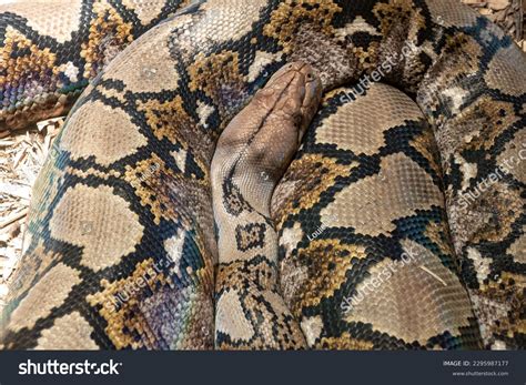 Image result for Calico Reticulated Python