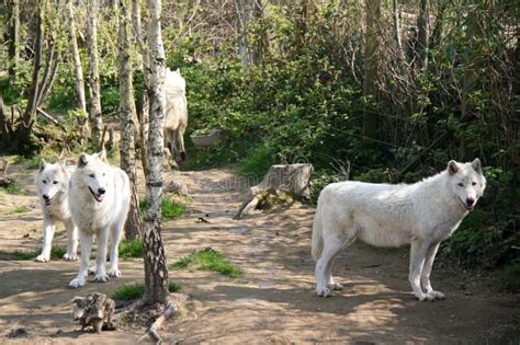 Image result for Alaska Zoo Wolves