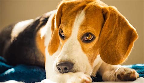 Image result for Dogs Back Legs Shake