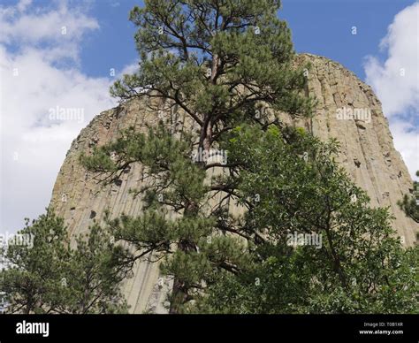 Image result for Is Devils Tower a Tree