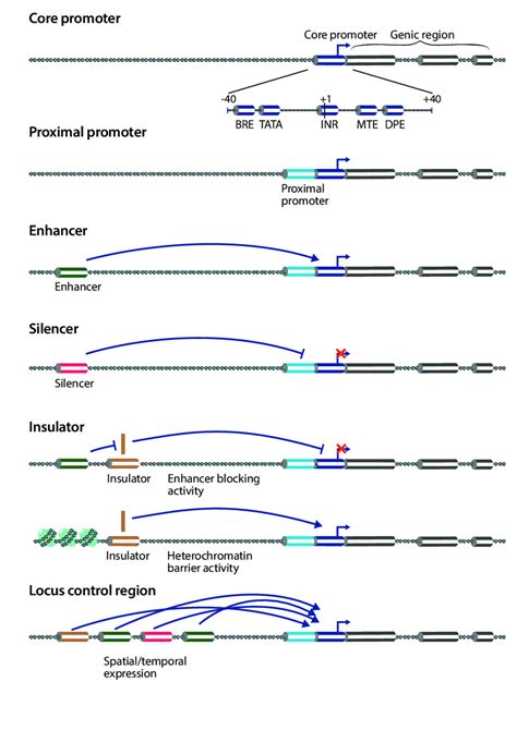 Image result for Distal Control Elements