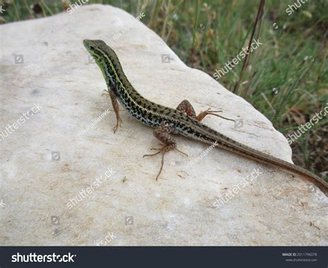 Image result for Lizard Side View