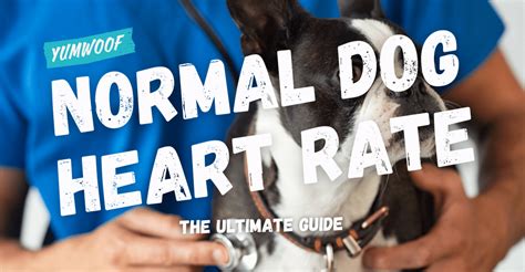 Image result for Normal Heart Rate Dog
