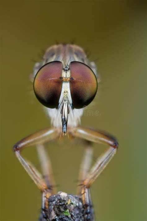 Image result for Fly Front Face